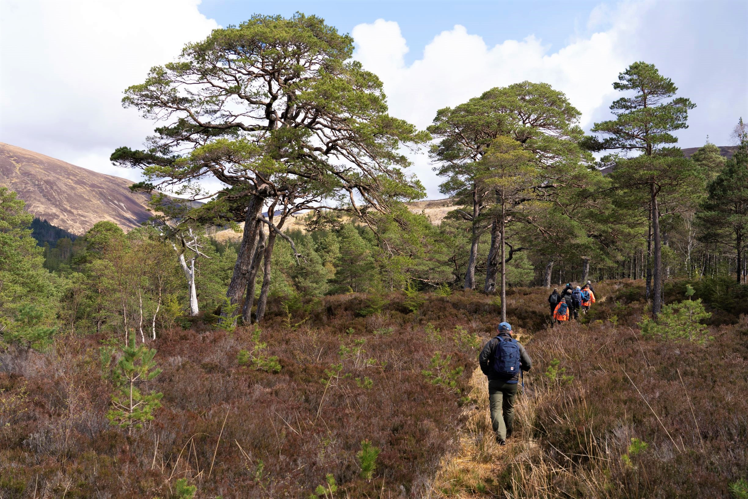 Blog | Forestry and Land Scotland