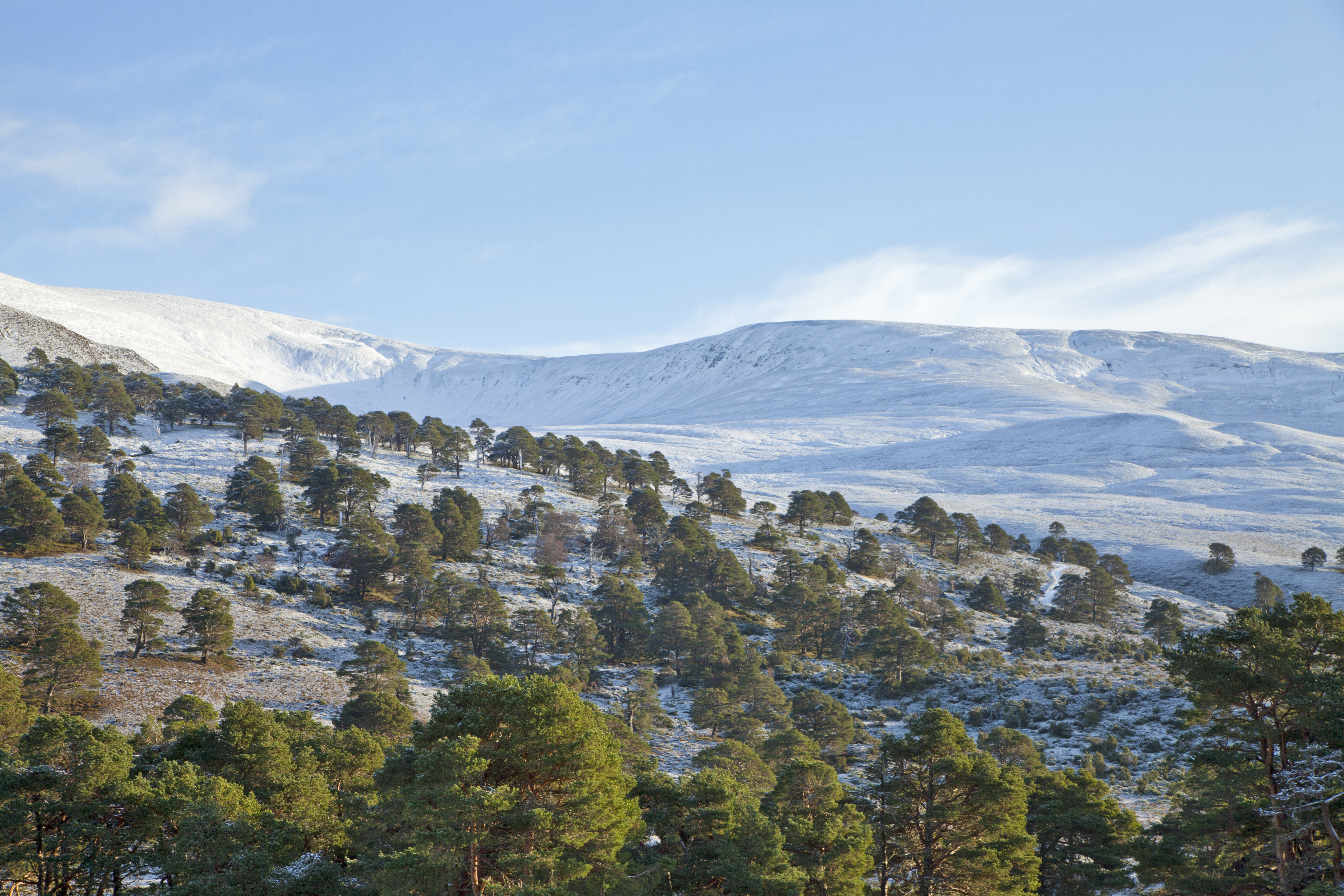 Newcastleton | Forestry and Land Scotland