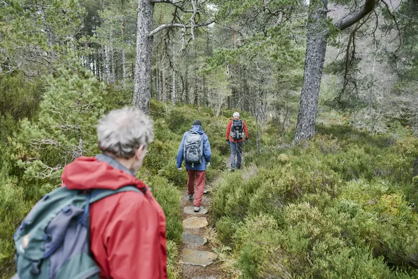 Forests in Glen Affric - Find Forests and Walks | FLS